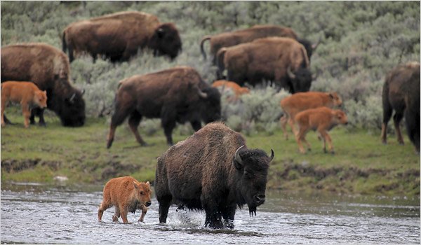 ANIMALEs EN LAs SOMBRAs.: El Bisonte americano un animal venerado por ...