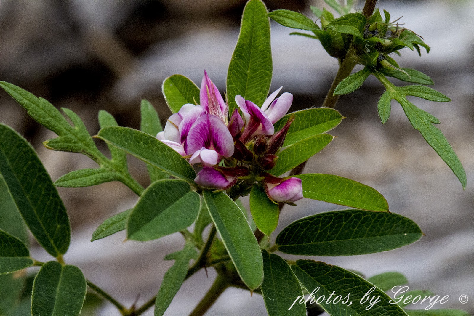"What's Blooming Now" : Slender Bush Clover (Lespedeza virginica)