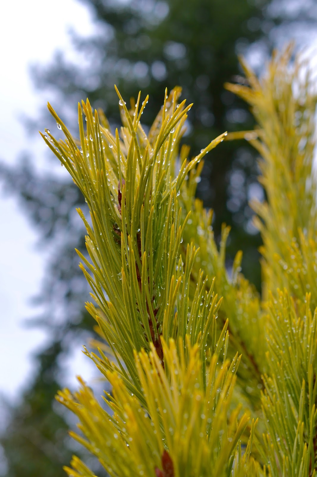 Bonney Lassie: Drookit