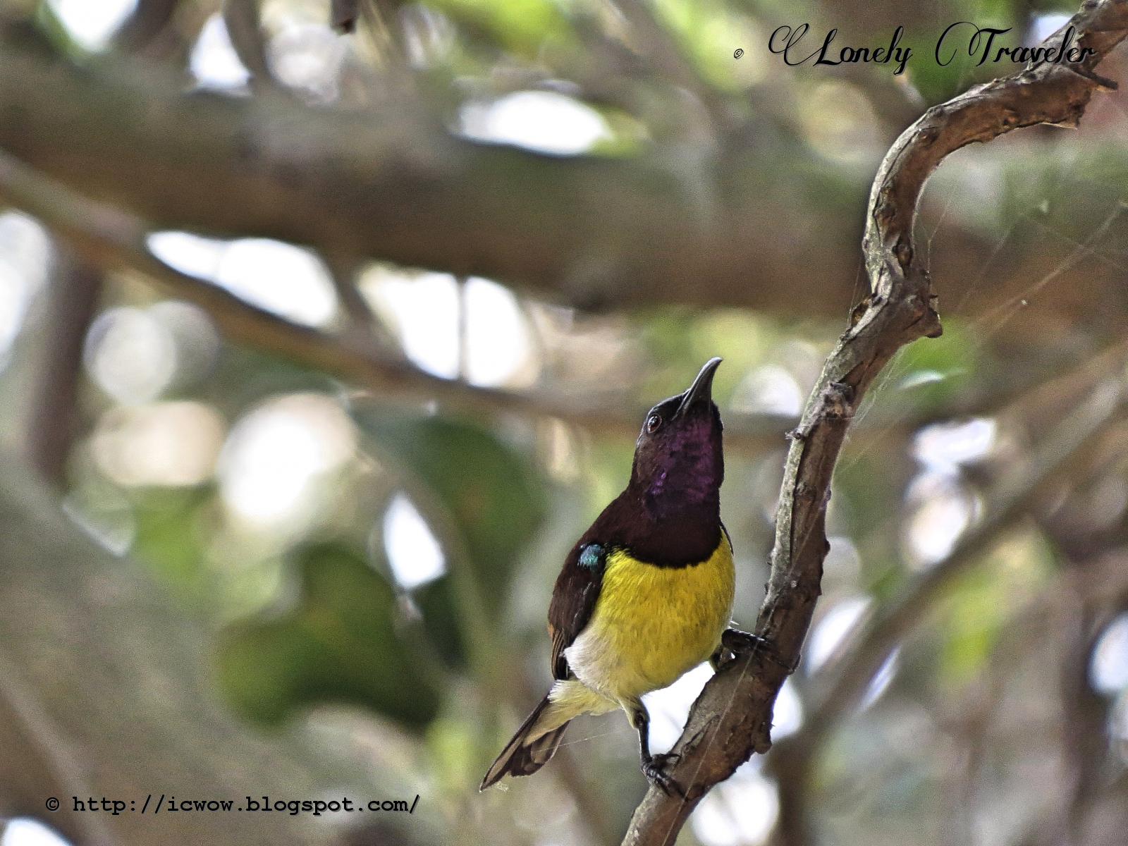Purple-rumped sunbird - Leptocoma zeylonica