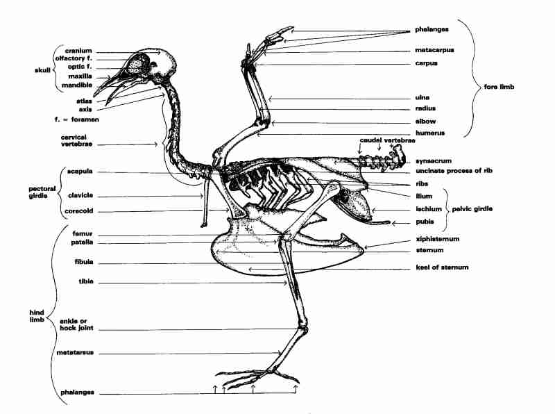 BenAnimations: Update : )