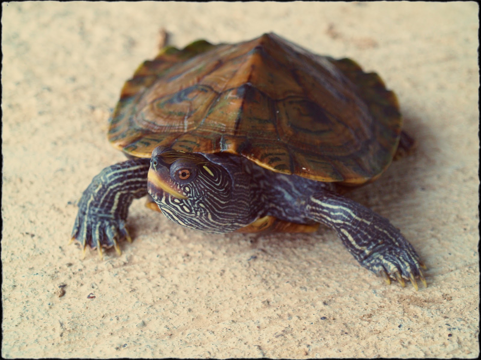 Woman in Real Life: Life Well Lived, part one