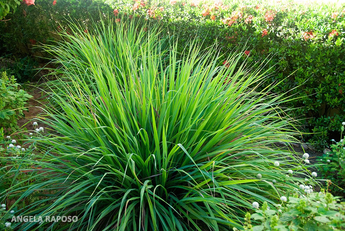 BLOG DO BOY: '' Capím Santo... Um ótimo chá para ajuste intestinal