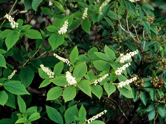 Mountain Pepperbush - Tree Directory