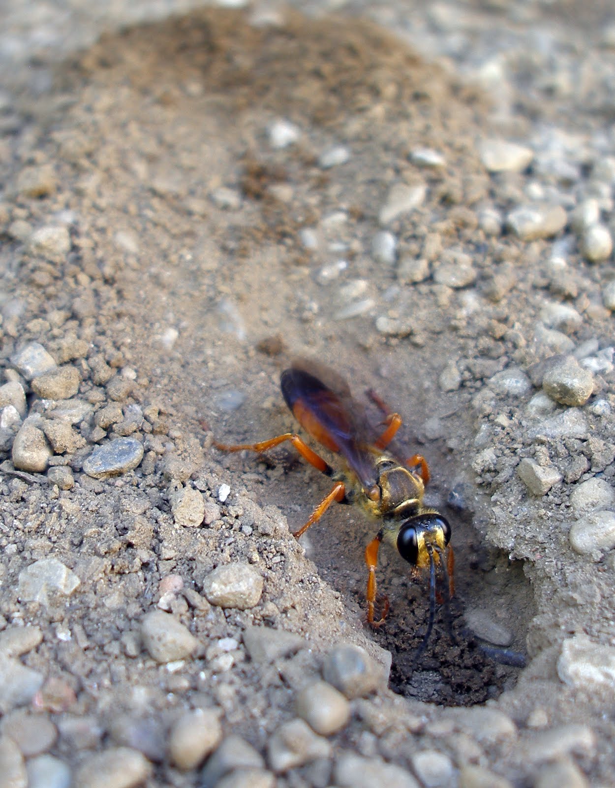 The great golden digger wasp returns! | Cunabulum