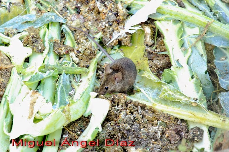 Cuaderno de Campo: Ratón común (Mus musculus)