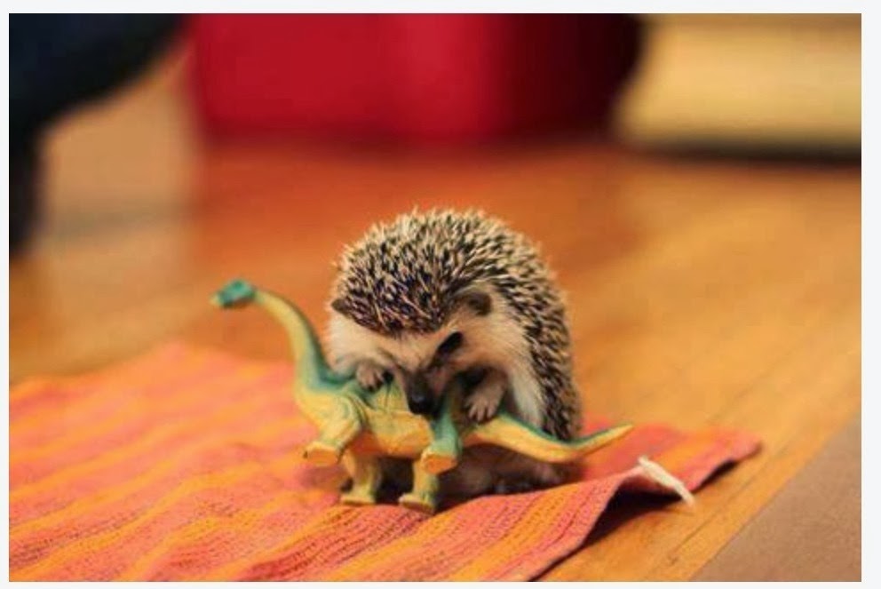 Funny animals of the week - 20 September 2013 (30 pics) | Amazing Creatures