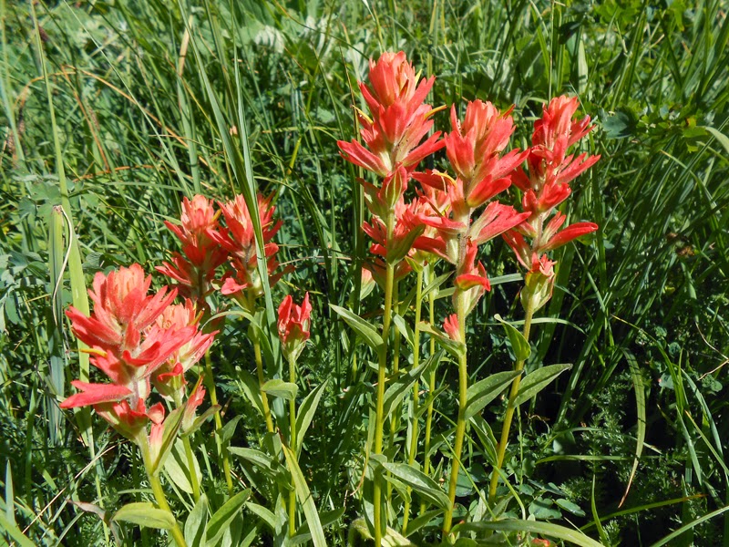 Val-Di-Ree: Obstruction Point to Dosewallips River, July 23-26, 2013
