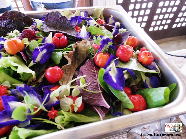 Woman In Digital: My Trip to Sonrisa Organic Farm in Camarines Sur