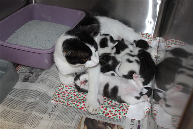 Your Daily Cute: Cow-Cat Momma and Her Cow Kittens Need an Angel!