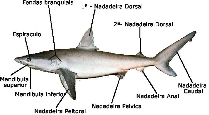 BIOLOGIA PARA A VIDA : COMPARAÇÃO ENTRE PEIXES CONDRÍCTES E OSTEÍCTES