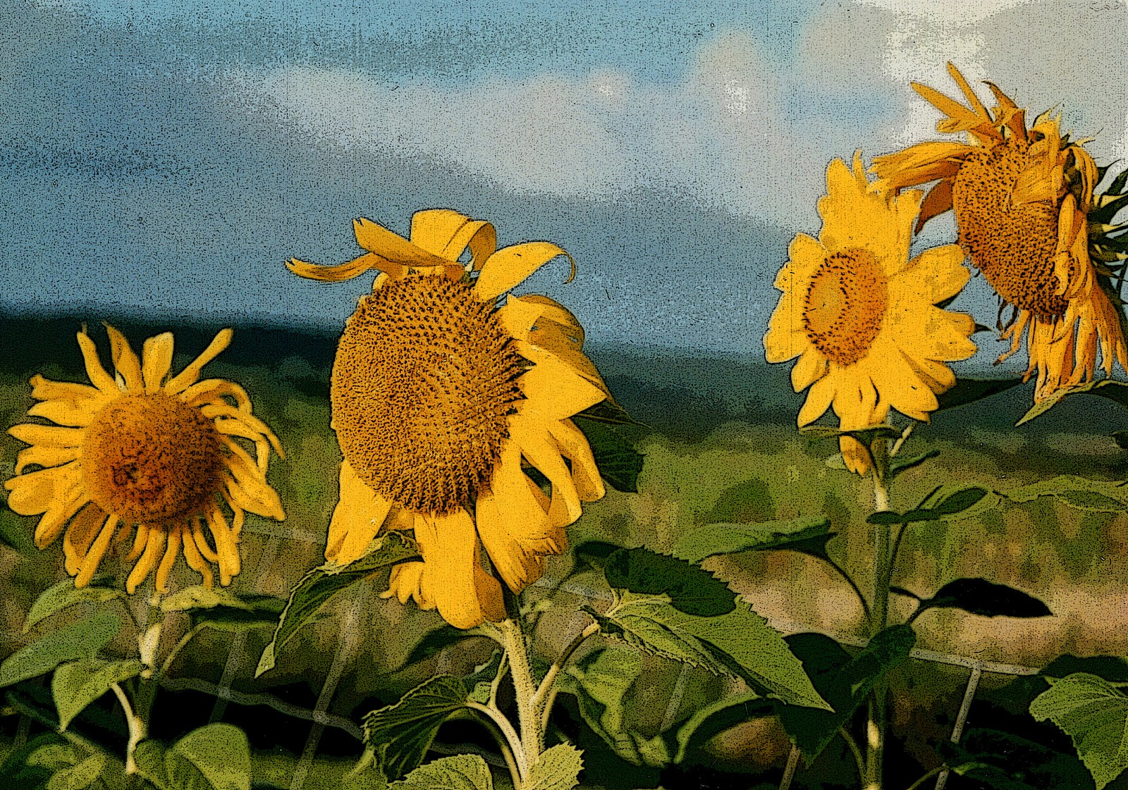 Pakalana Inn, Hilo, Hawaii: Things that Bloom in Hawaii