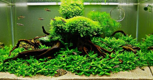 Apa Itu Aquascape? Inilah Klarifikasi Paling Lengkap Dan Jelas - Harga Diri