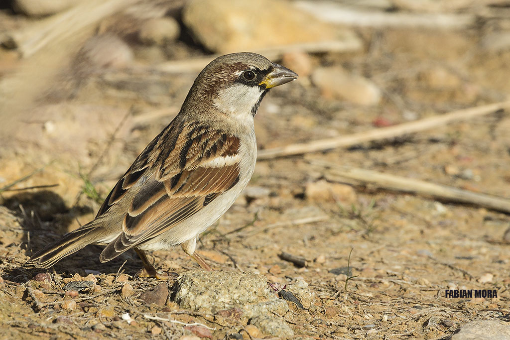FOTO DE NATURALEZA FABIAN - MORA: Gorrión común (Passer domesticus)