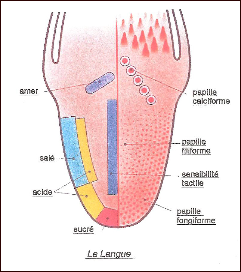 LA CUISINE DE L'ARGONNAIS: Bientôt, la semaine du goût