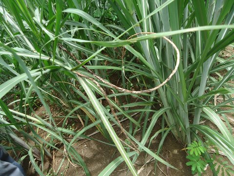 Penyakit Luka Api Pada Tanaman Tebu