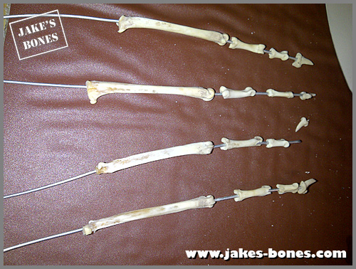 How to rearticulate a fox skeleton: part two : Jake's Bones