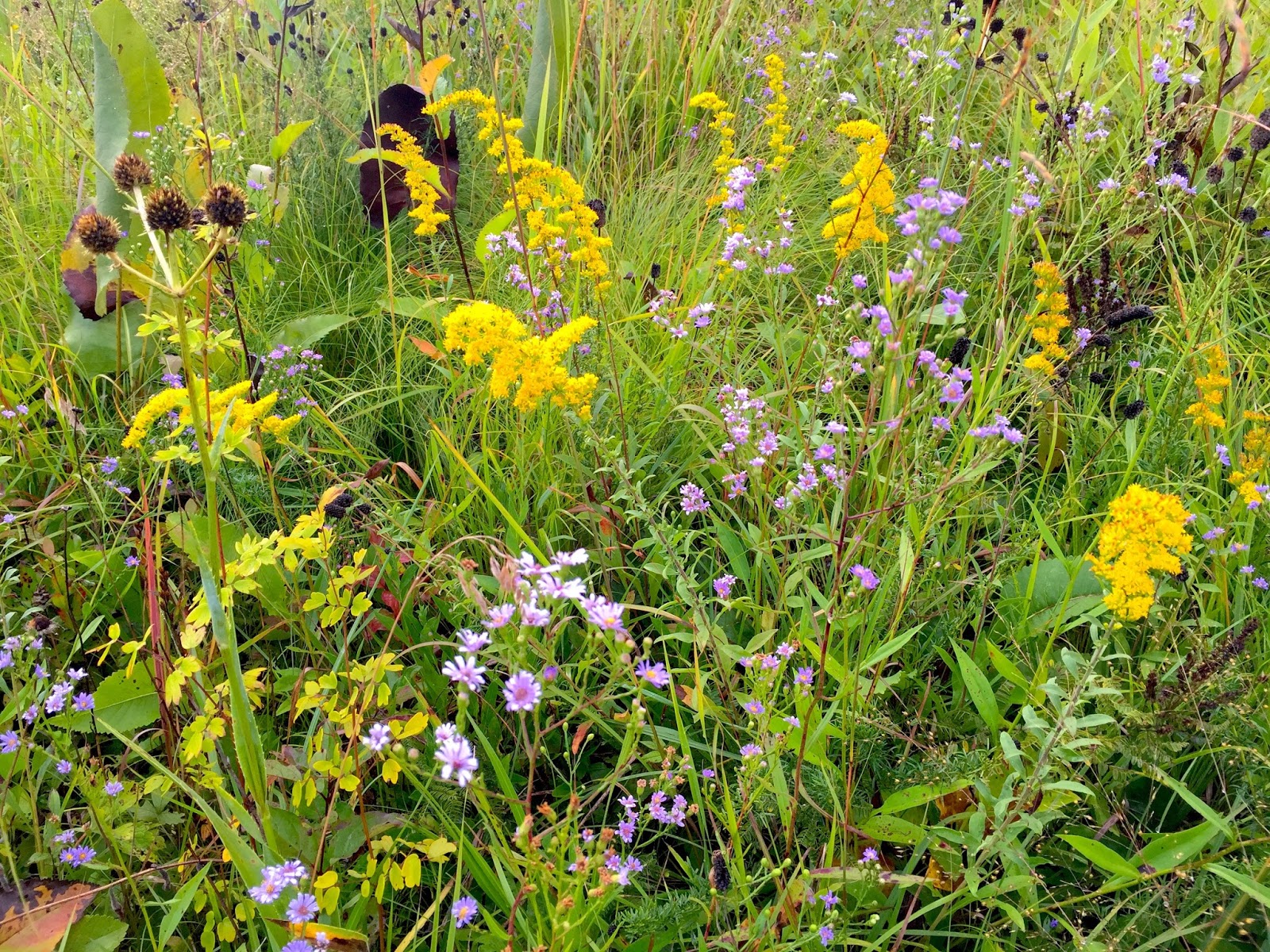 Strategies for Stewards: from woods to prairies : Gray Goldenrod – How ...