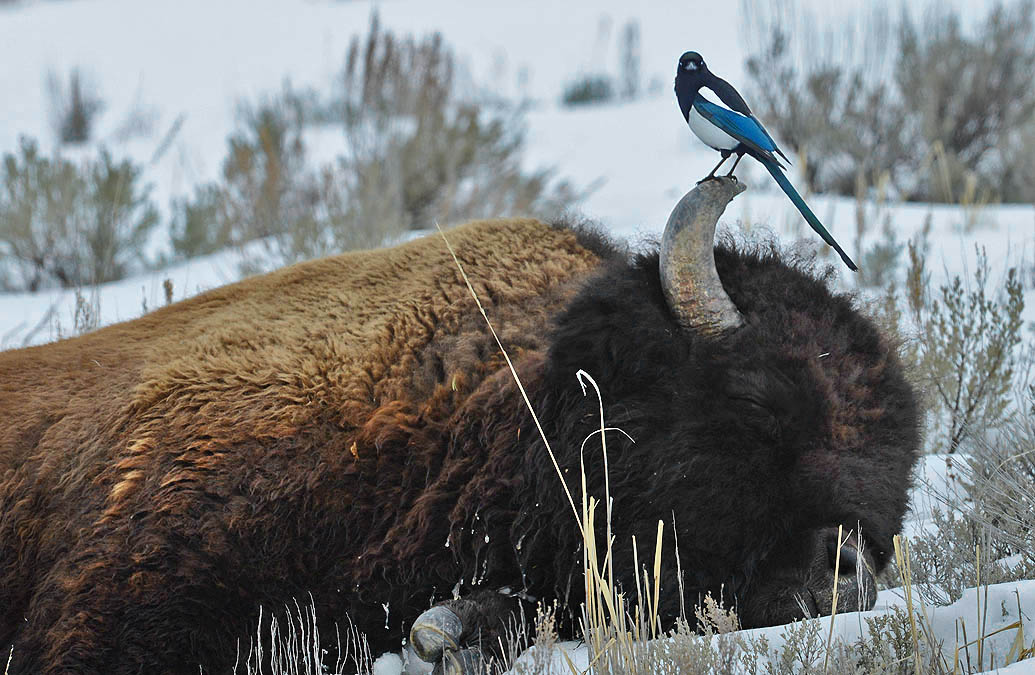 Wyoming Photos: Sleeping Buffalo and Magpie