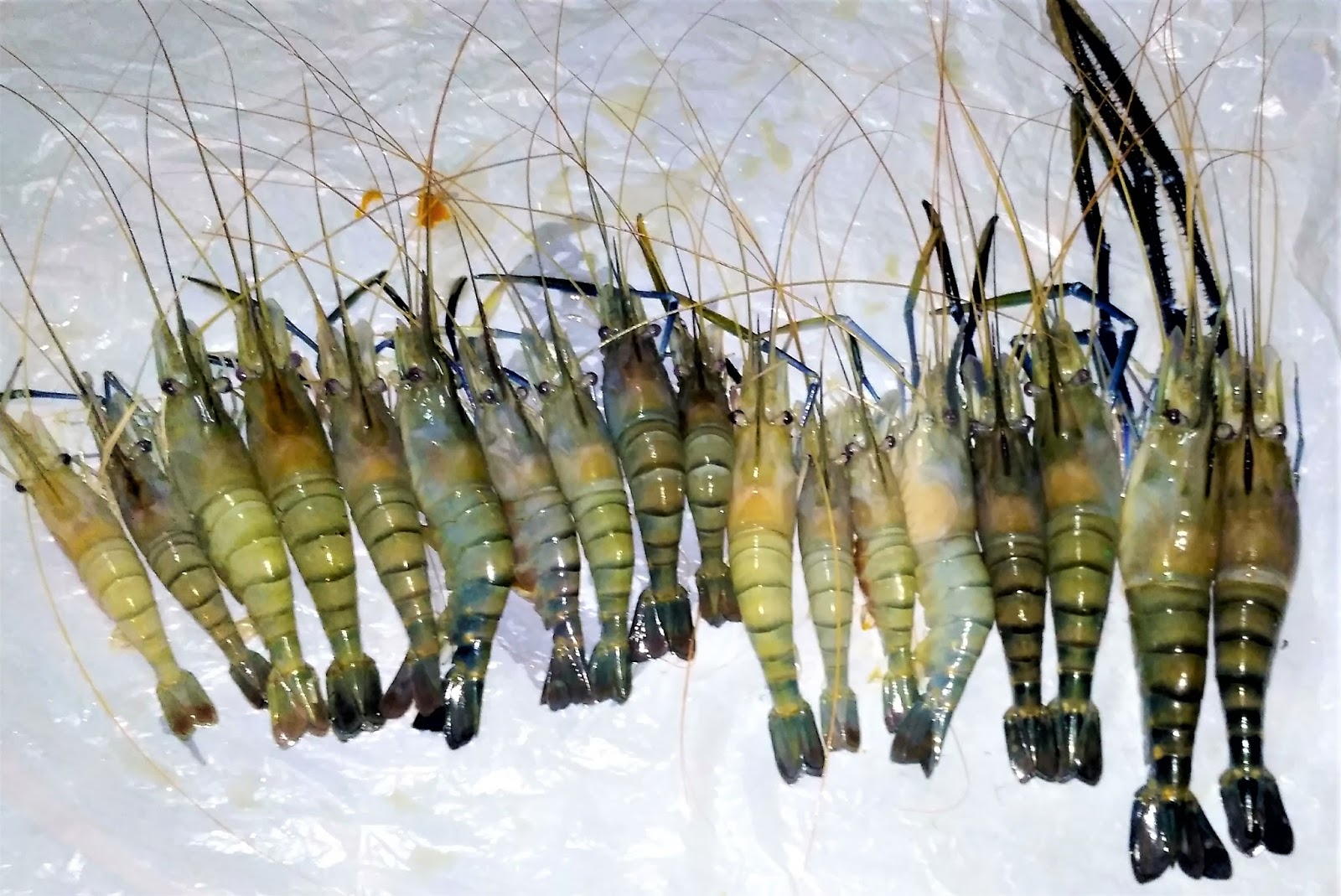 Aktiviti Memancing Udang Galah di Batak, Rabit Teluk Intan pada Mei ...