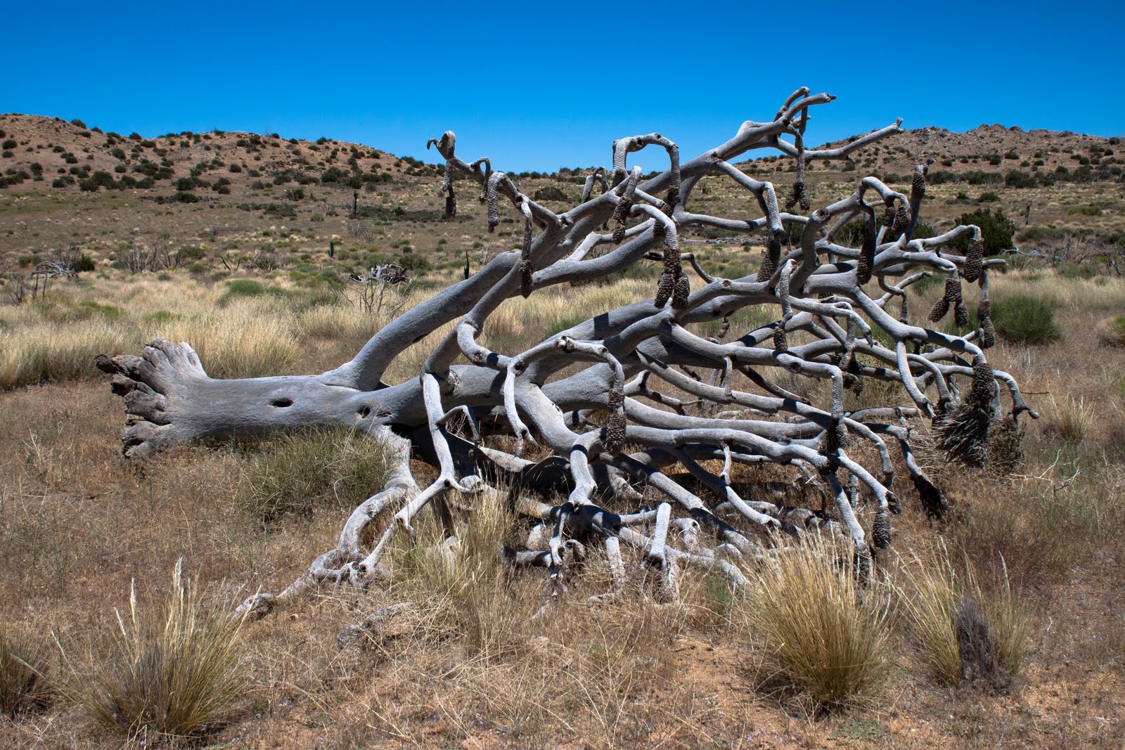 Spare Parts and Pics: Covington Flat, Joshua Tree National Park