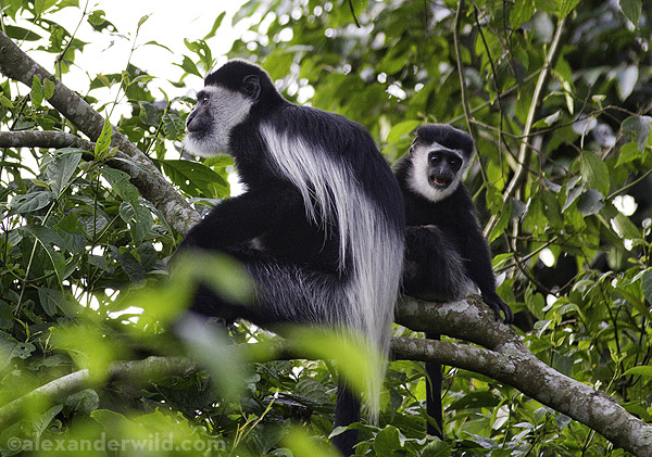>> Mahale Mountain National Park