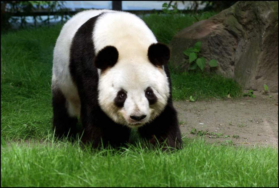 Osos pandas : Oso panda gigante
