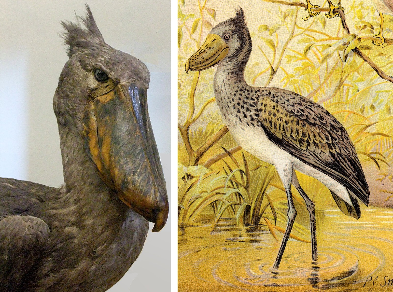 ShukerNature: MEET THE MONSTROUS MAKALALA - A TANZANIAN TERROR BIRD?
