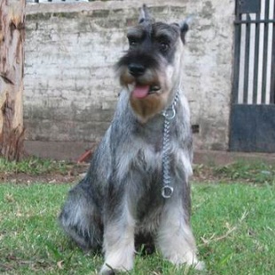 Medium-Sized Dog Breeds: Standard Schnauzer Pictures