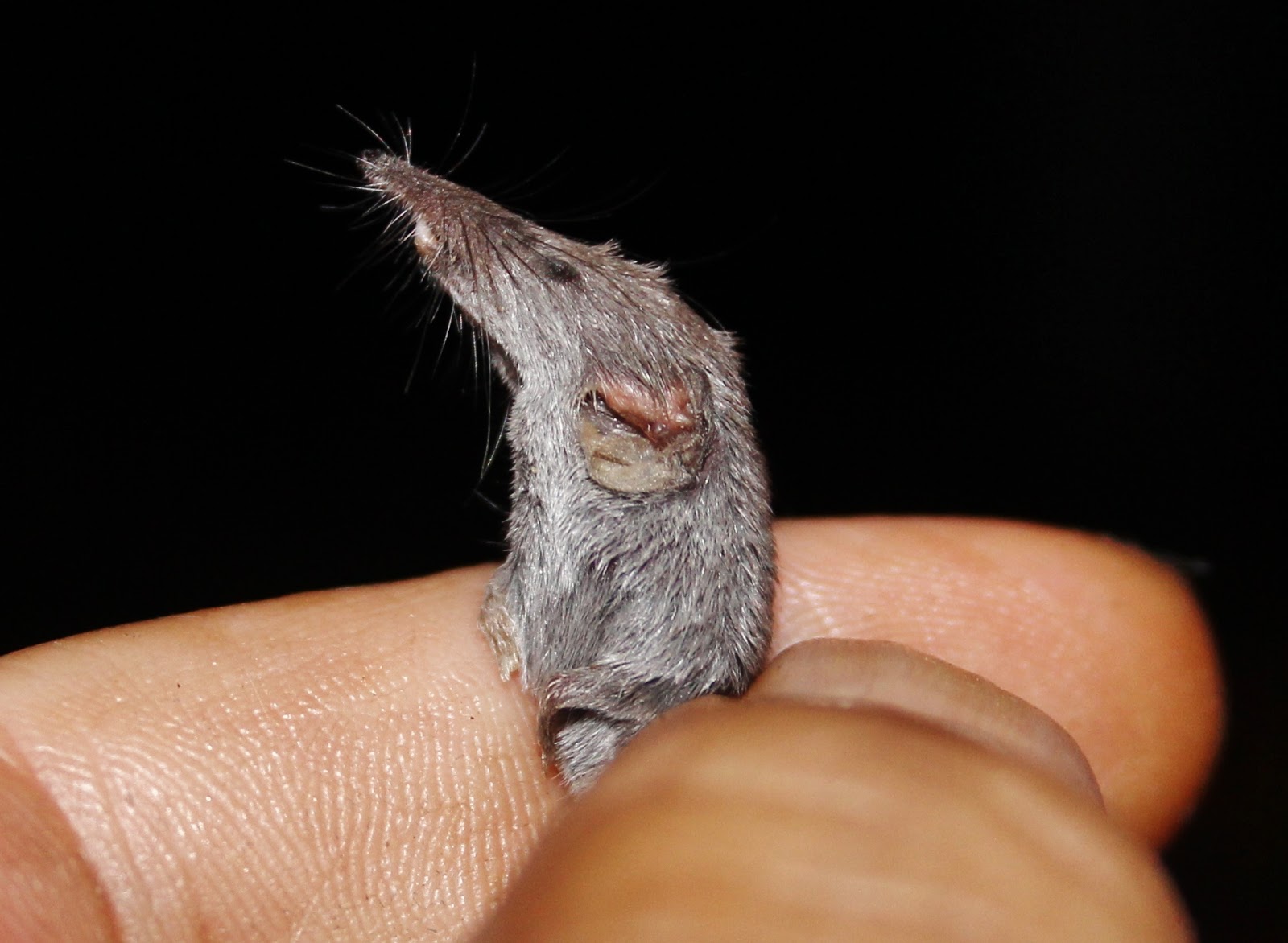 Mammals of Cyprus - Τα θηλαστικά της Κύπρου by George Konstantinou ...