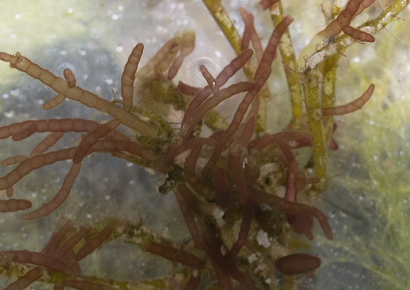 Paseos por la naturaleza: Champia parvula