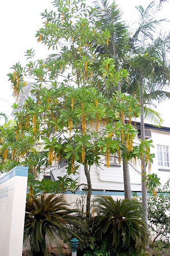 20 Pilihan Pokok-Pokok Teduhan Berbunga