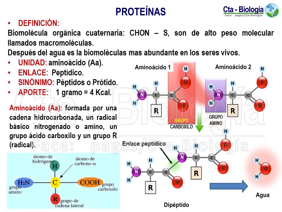 Biología didáctica: NSC 5° BIO - Proteínas