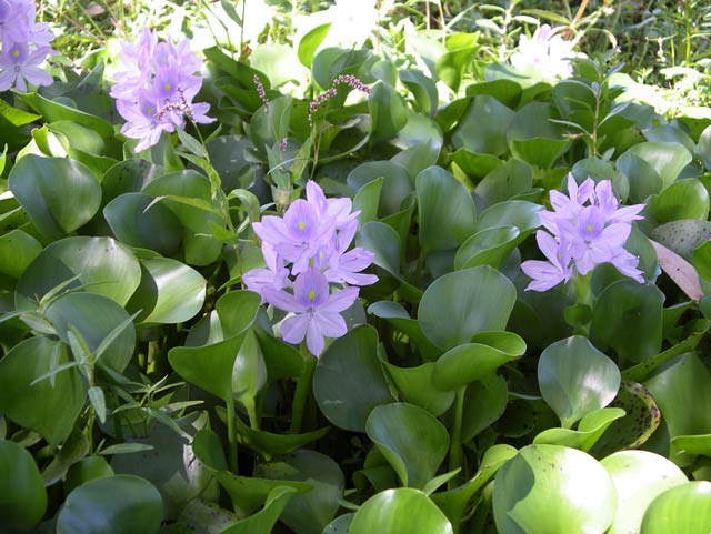 Manfaat dan Kandungan Daun Enceng Gondok - Share Info