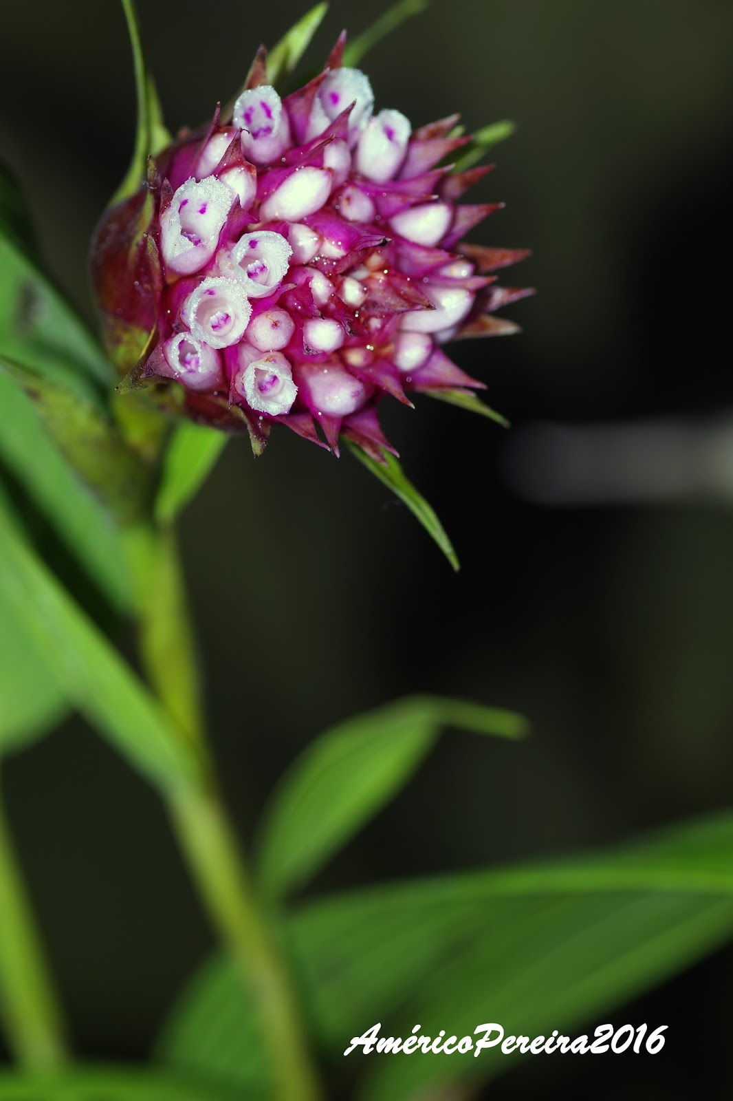 Orquídeas soltas: Elleanthus capitatus