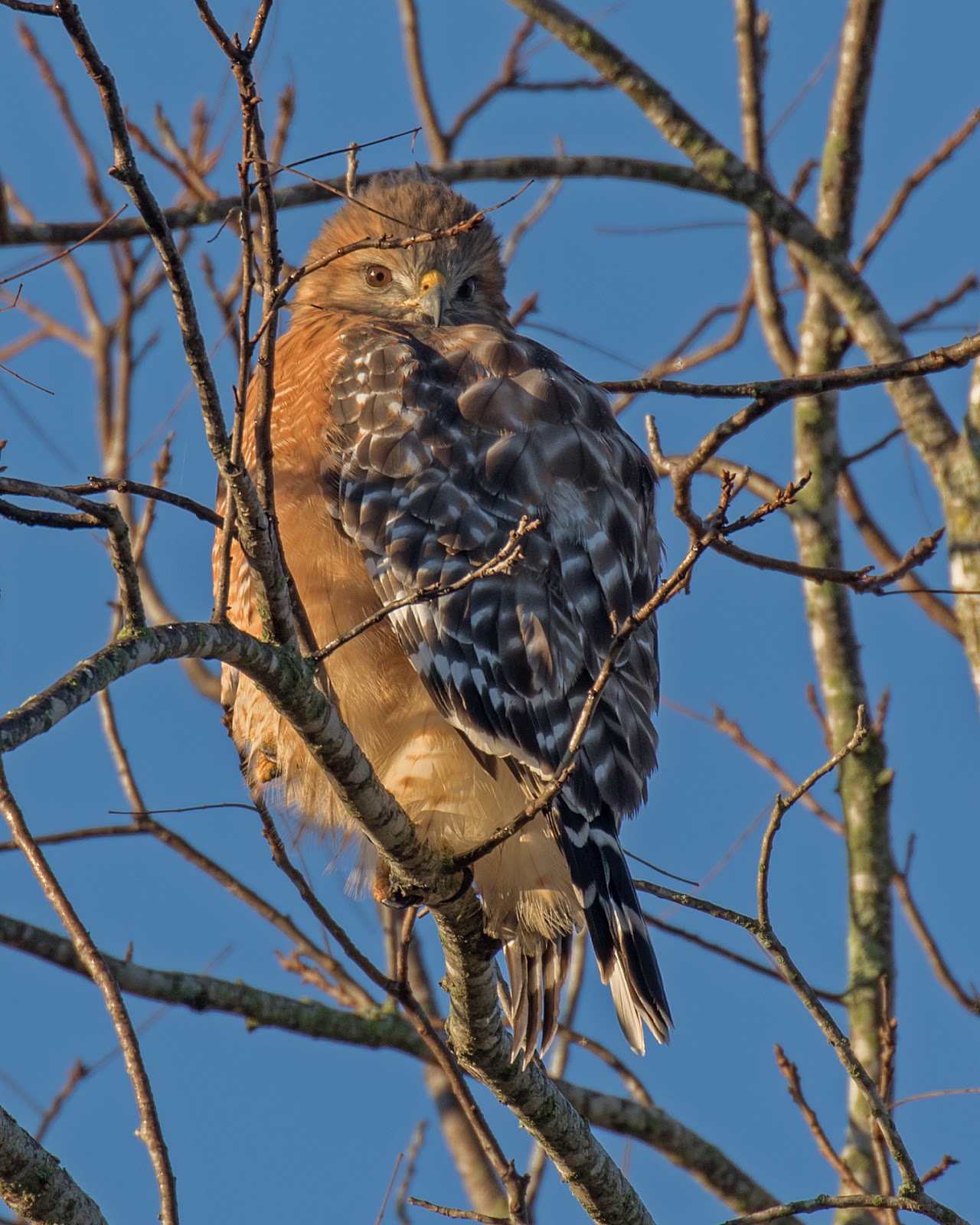 Edward Plumer: Fluffy Red-shouldered Hawk