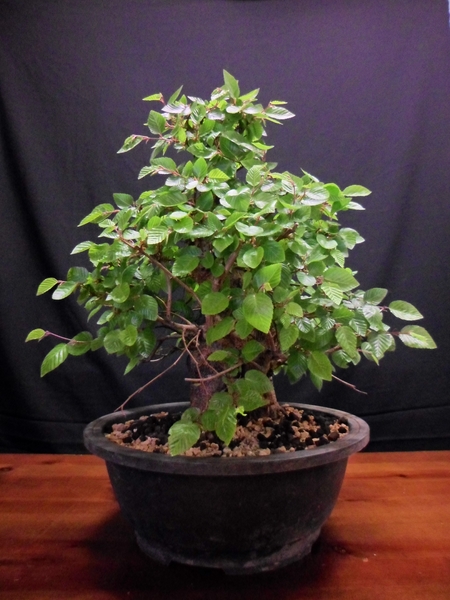 Carpinus coreana, manteniendo la forma - El bonsái y yo