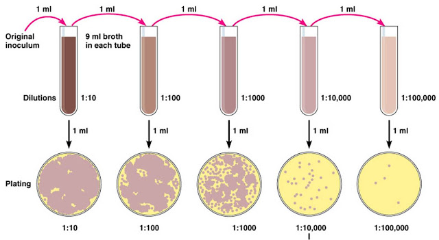 Enumeration Techniques of Bacteria in Microbiology | NaturalGreen