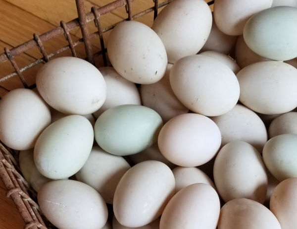 What Color Eggs Do Ducks Lay? - Fresh Eggs Daily® with Lisa Steele