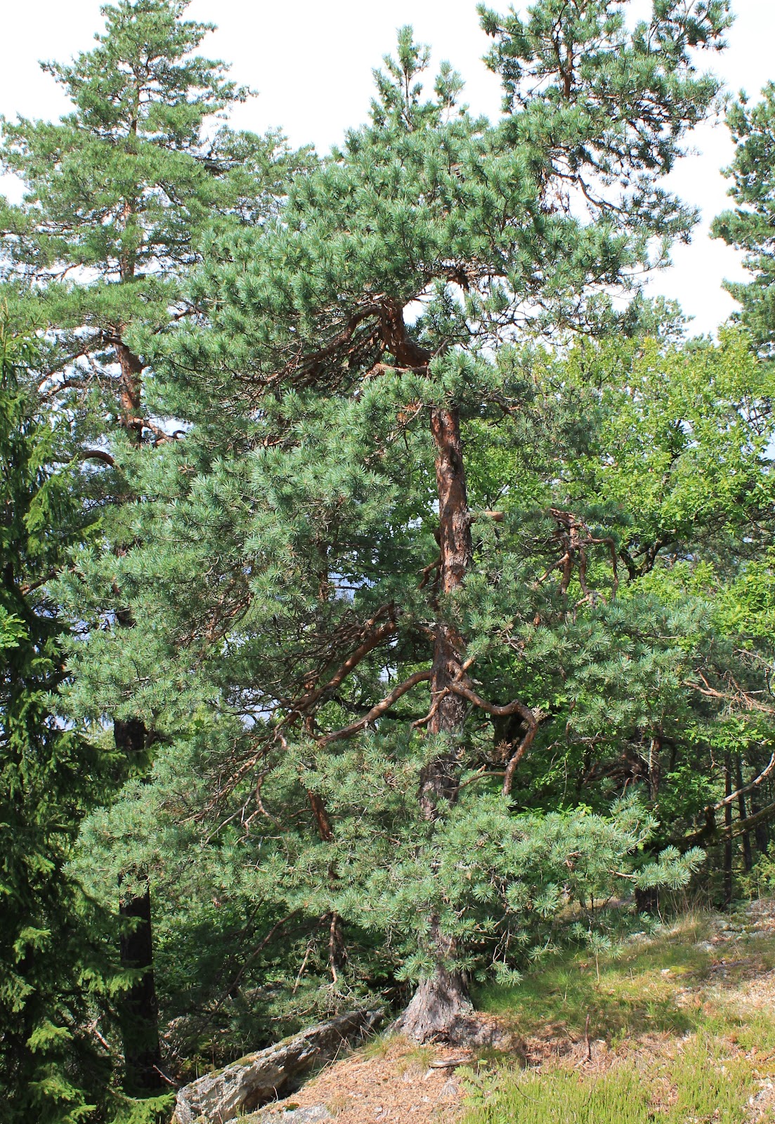 Nature views: Karplanter (99)