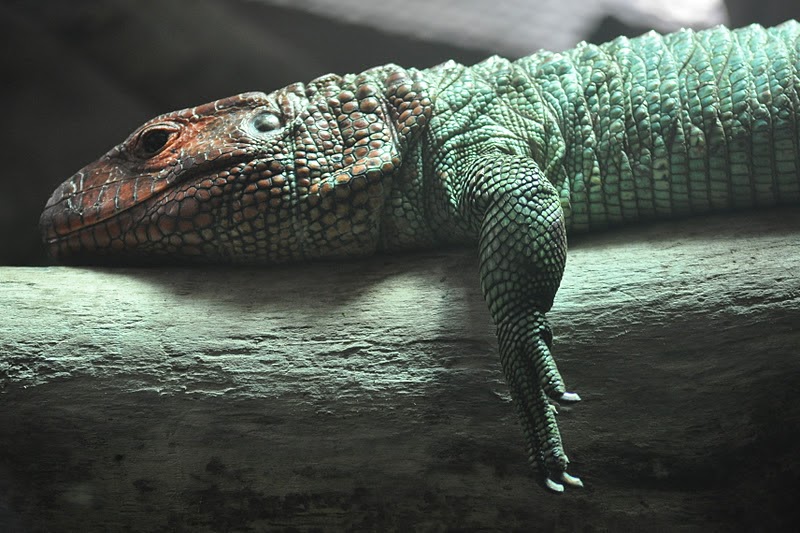 ZOOTOGRAFIANDO (6.100 ANIMALS): LAGARTO CAIMÁN / CAIMAN LIZARD ...