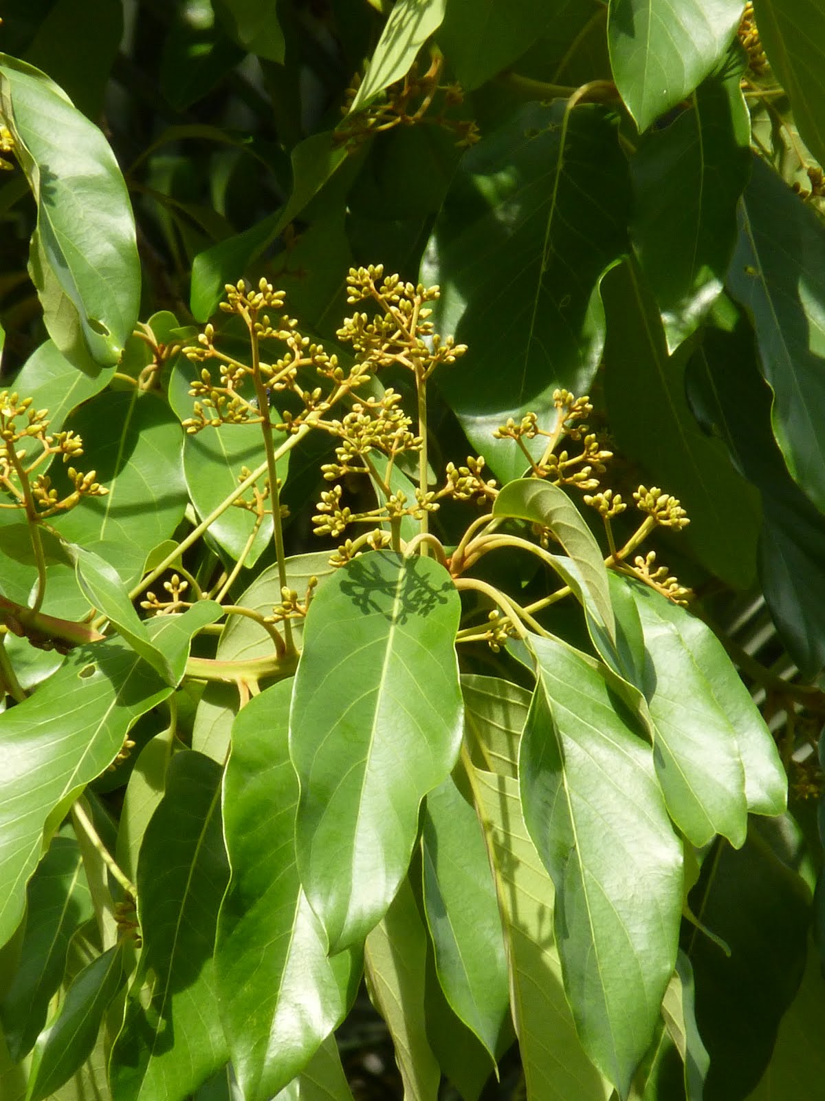 ARBORETUM: ENERO 2016, El Aguacatillo