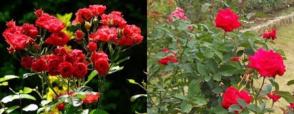 CARA MENANAM / BUDIDAYA BUNGA MAWAR | Pertanian