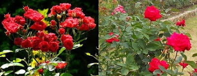 CARA MENANAM / BUDIDAYA BUNGA MAWAR | Pertanian