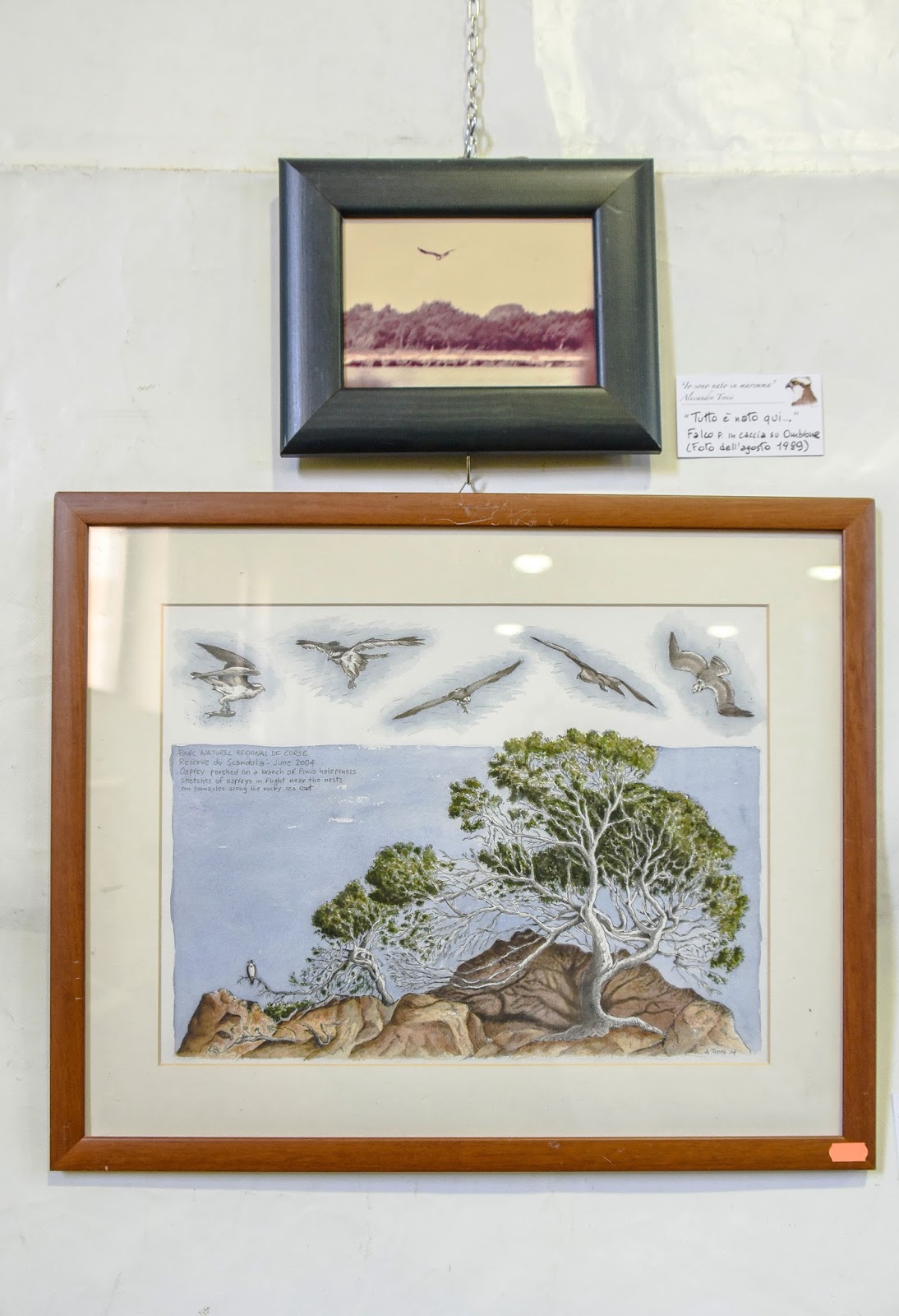 Alessandro Troisi - Osprey's illustrator