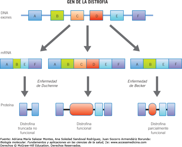 Distrofia Muscular de Duchenne : ¿Qué es la DMD?