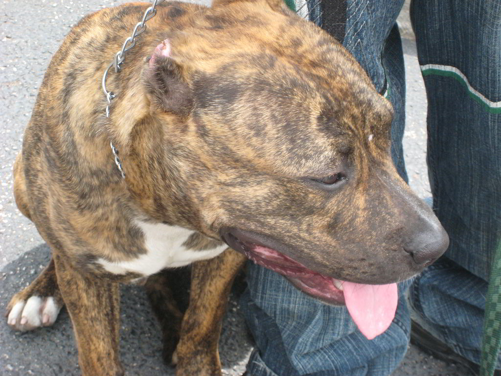 Los Pitbulls♥: El Pitbull