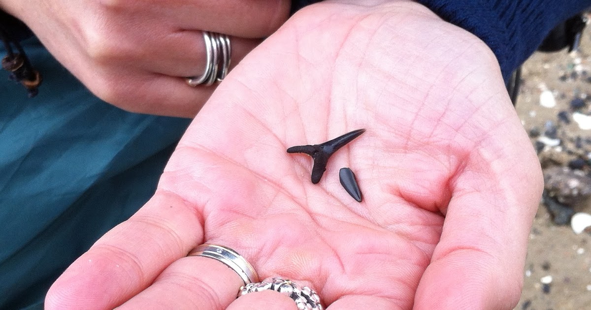 Kianna's Creatieve Blog: Fossiele haaientanden