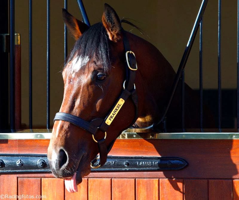 Il primo figlio di #Frankel è venuto al mondo. Nato sabato presso il ...