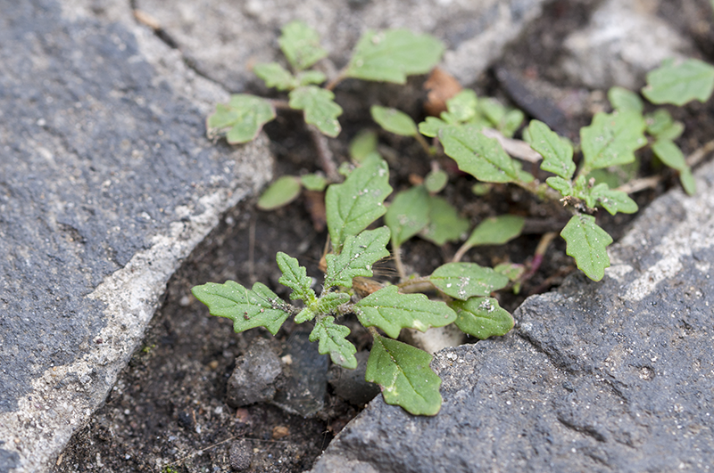 Lengyel Attila kutatói blogja: Alacsony libatop (Chenopodium pumilio)